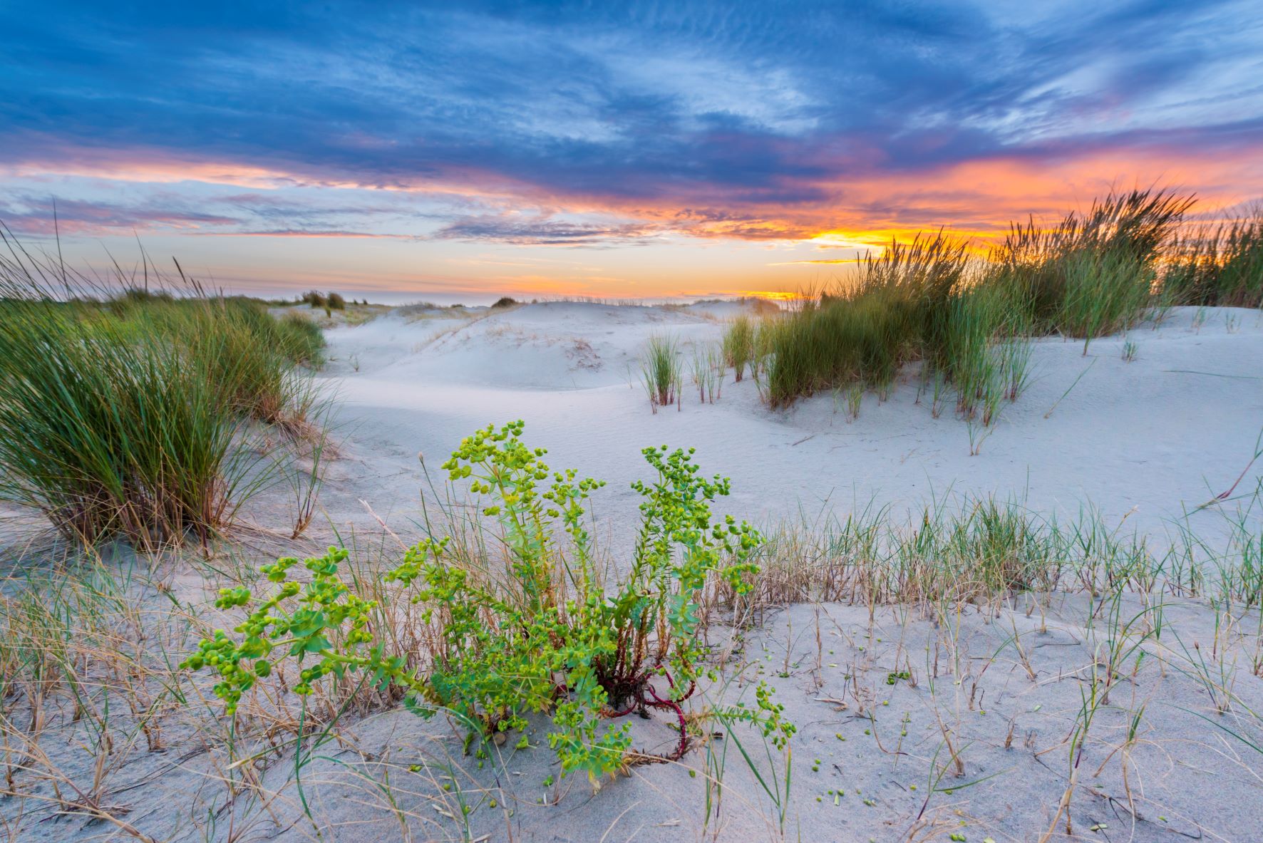 Aanlanding van windenergie vanaf zee: ontzie de natuur – Stichting ...